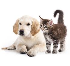 Welcome to Capontree Vets | Capontree Vets