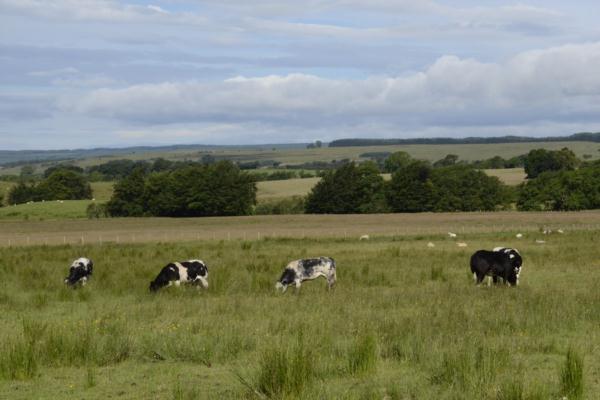 Nutrition in Beef Cattle | Capontree Vets