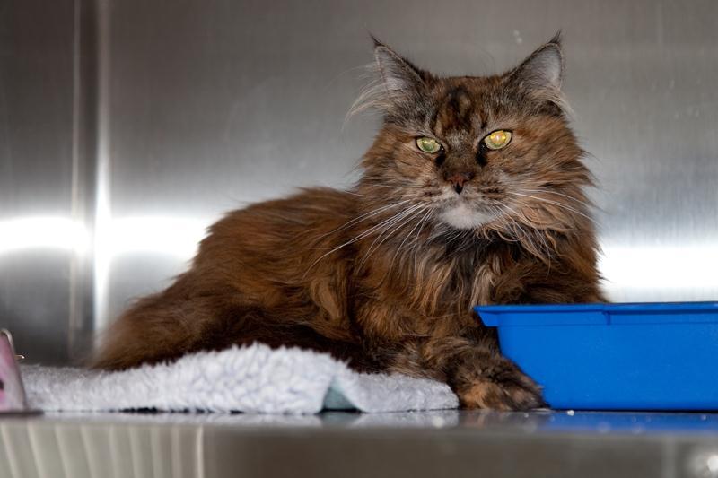 Brampton Wards | Capontree Vets