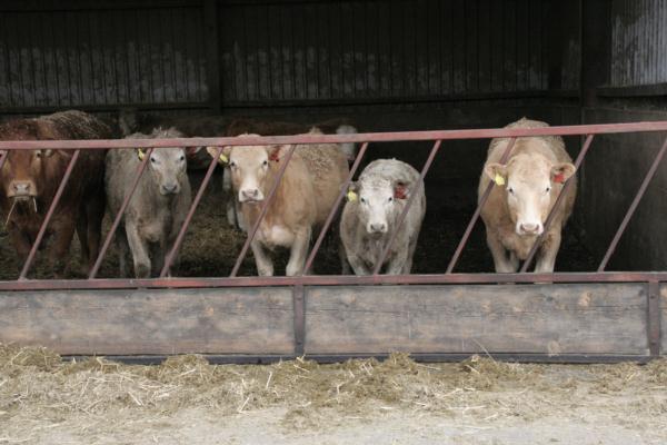 Pneumonia | Capontree Vets