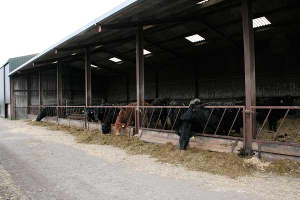 Herd Health Planning | Capontree Vets